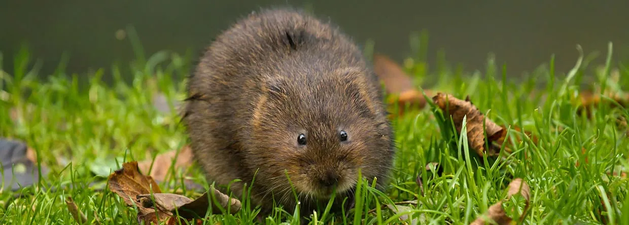 Virginia Wildlife Management and Control - Animal Removal, Pest Services